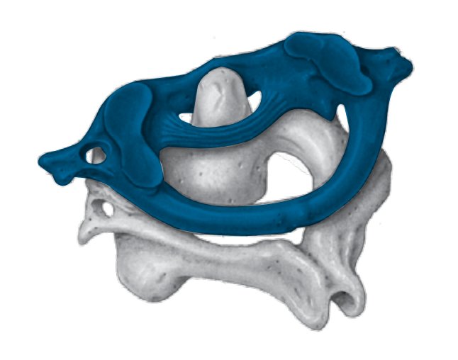 7 Datos relevantes sobre el Atlas – Terapeuta del Atlas
